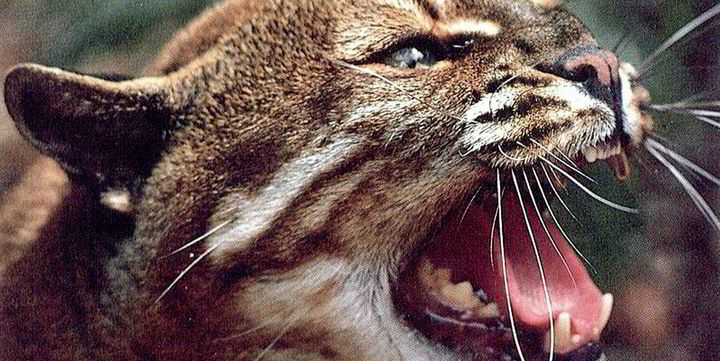 Shell launches tender for Gato do Mato FPSO | Upstream Online