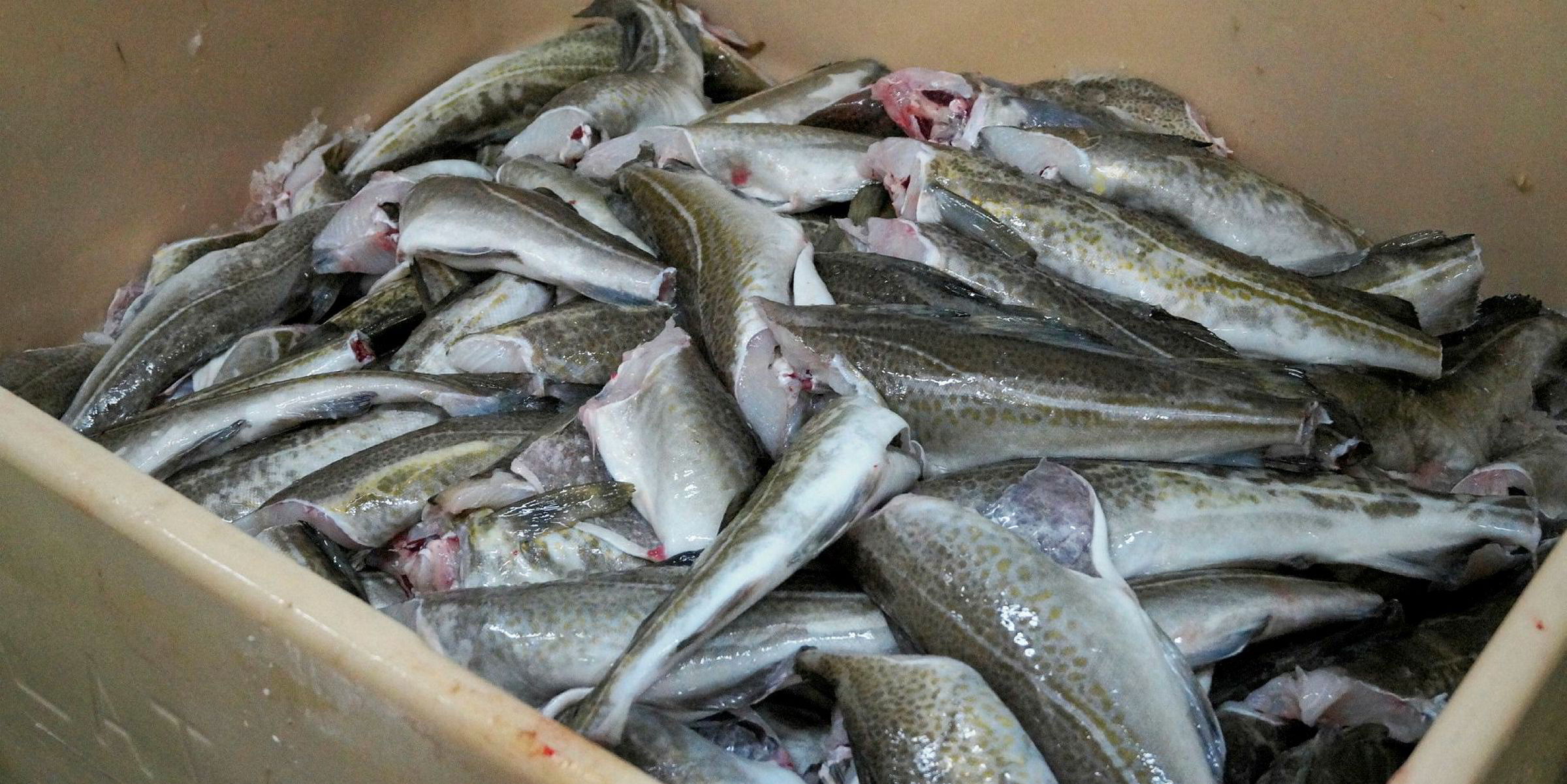 Analysts: Iceland the big winner in Atlantic whitefish | IntraFish.com