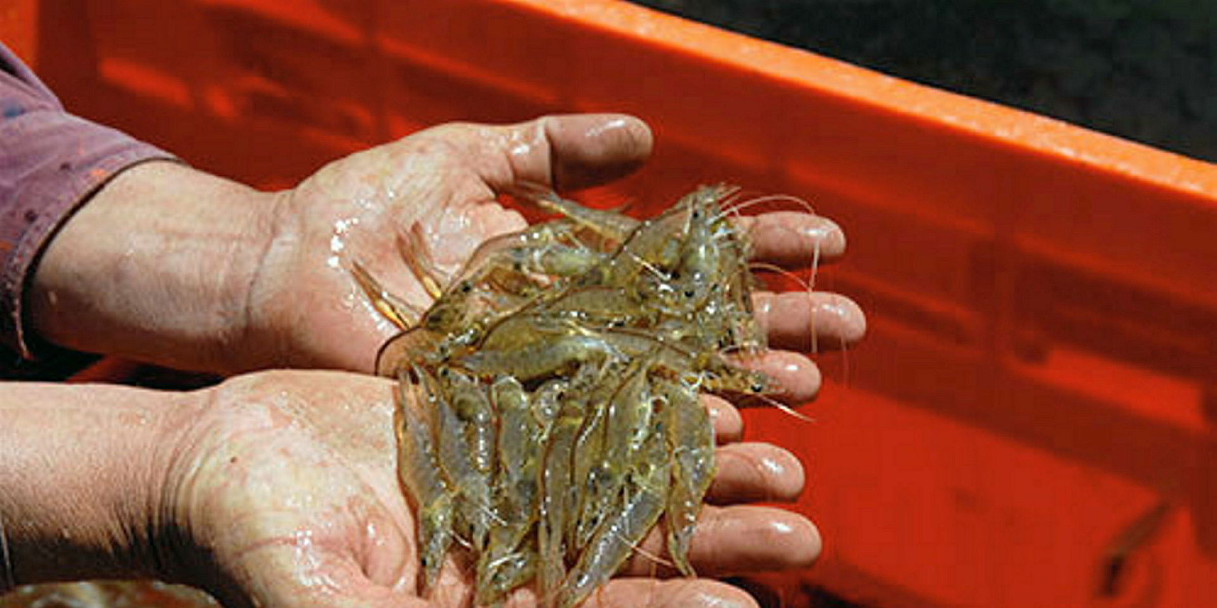 Mexican aquaculture grows 15 percent year on year | IntraFish.com