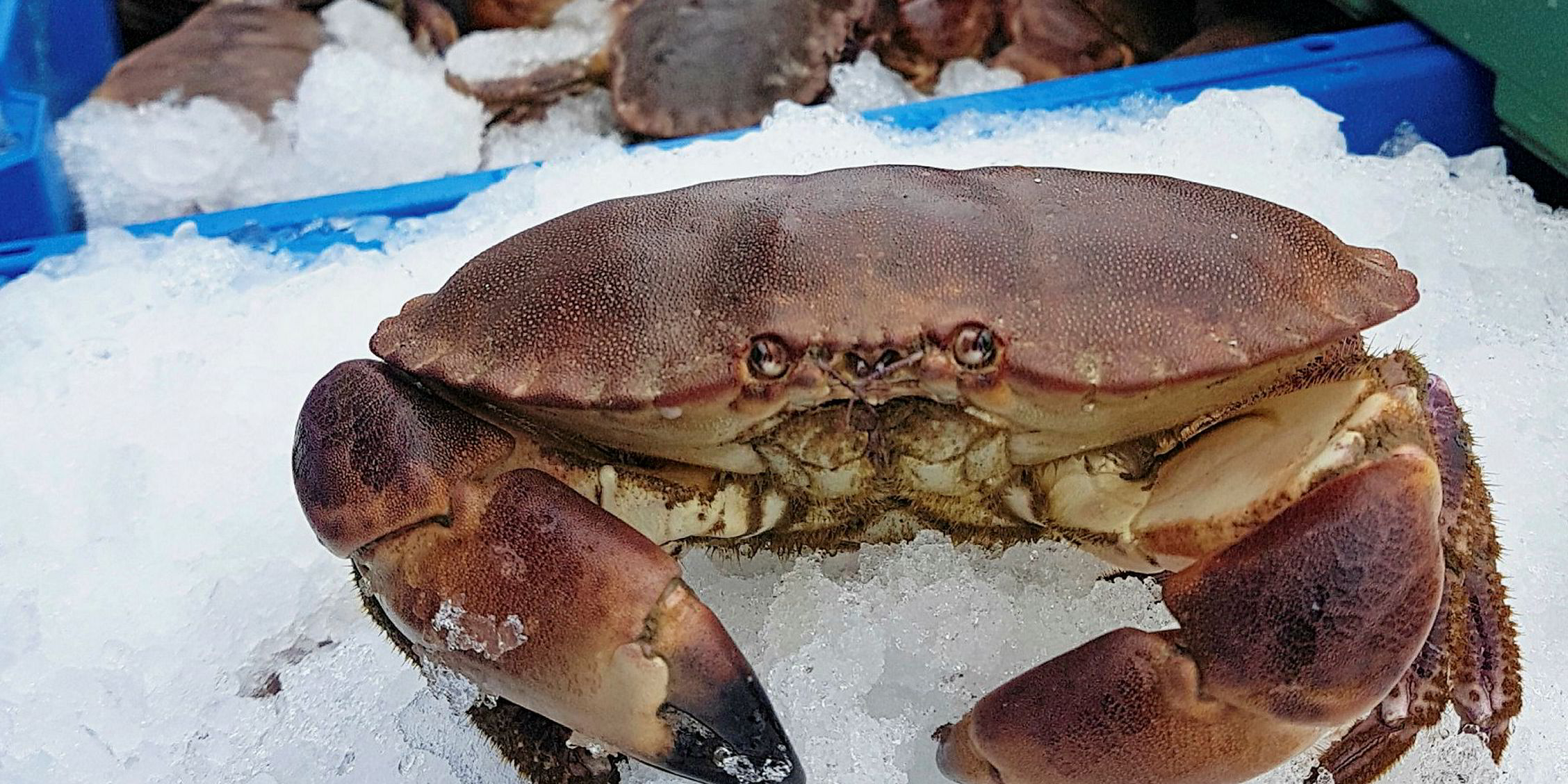 Vil produsere taskekrabbe på Tangstad | Fiskeribladet