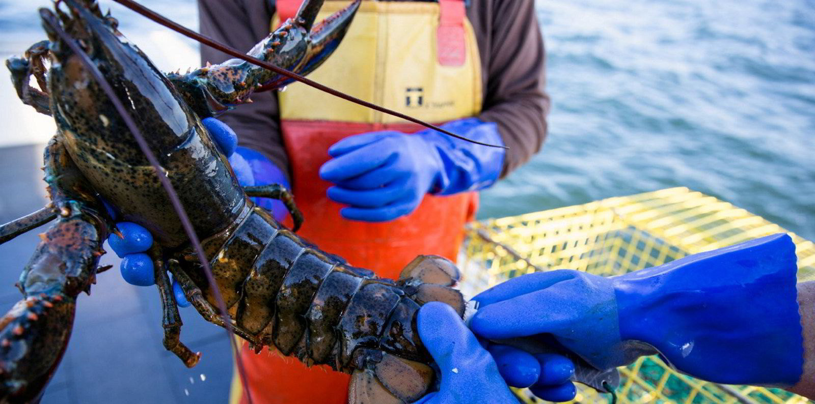 Monterey Bay Aquarium pushes back against lobster groups, cites First ...