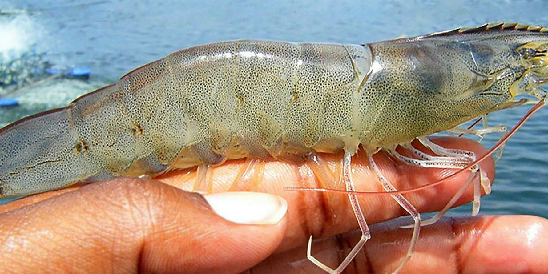 Philippines fish farmer jumps on shrimp production with new 50,000-ton ...