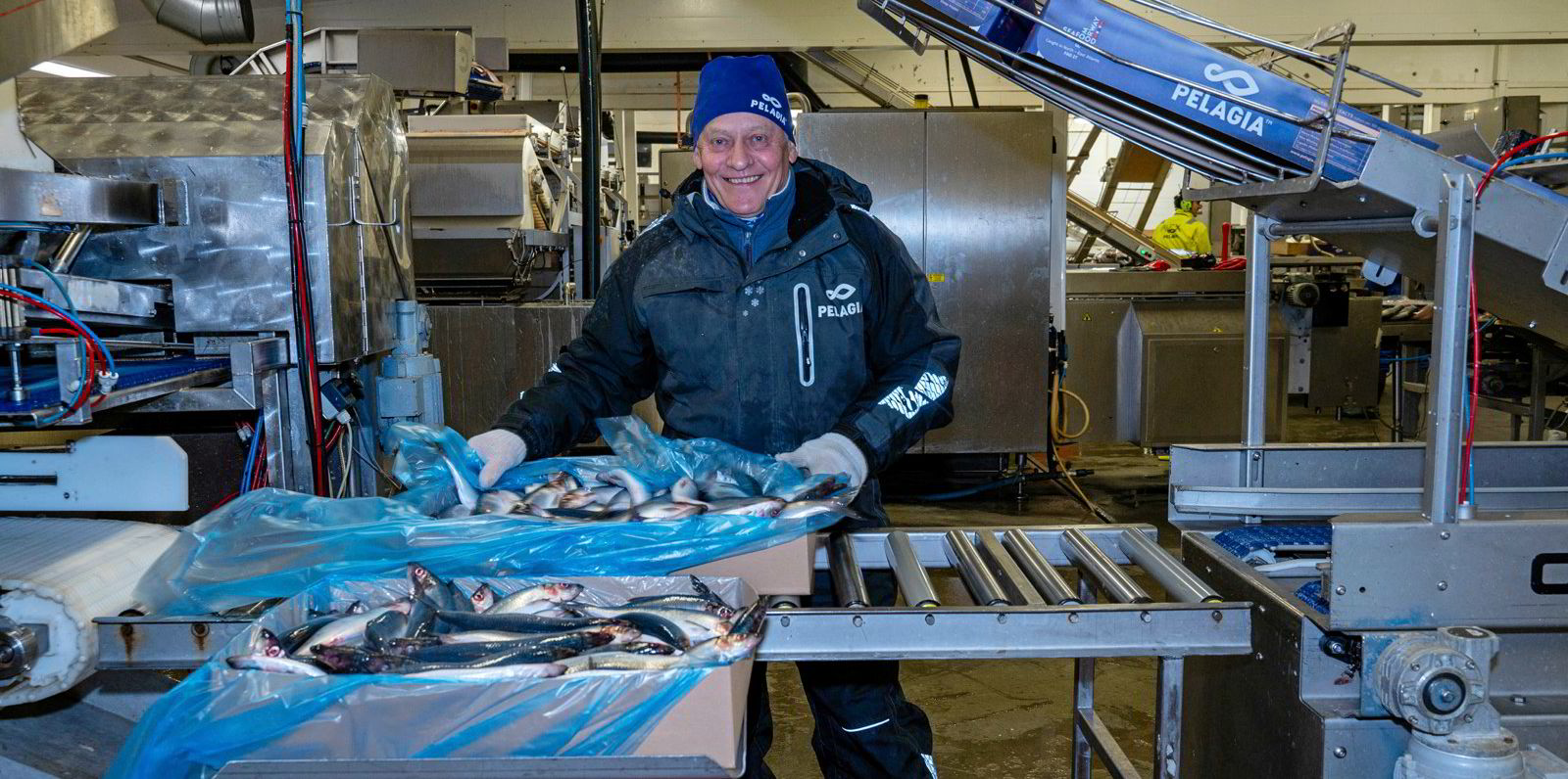Fabrikken på Træna har en kapasitet på 800 tonn fisk per døgn - bli med inn på et av Pelagias ...