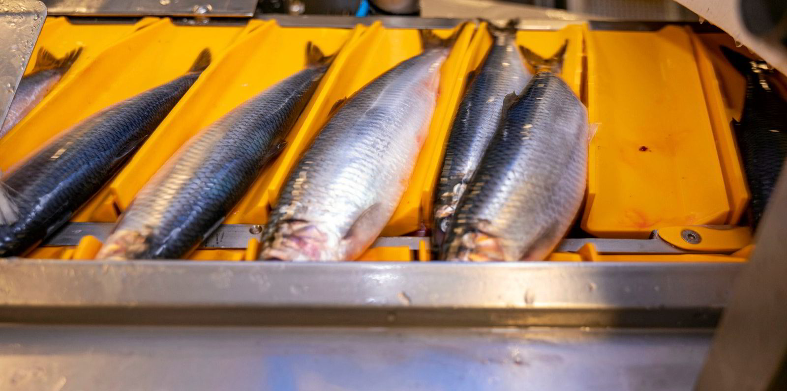 Fabrikken på Træna har en kapasitet på 800 tonn fisk per døgn - bli med ...