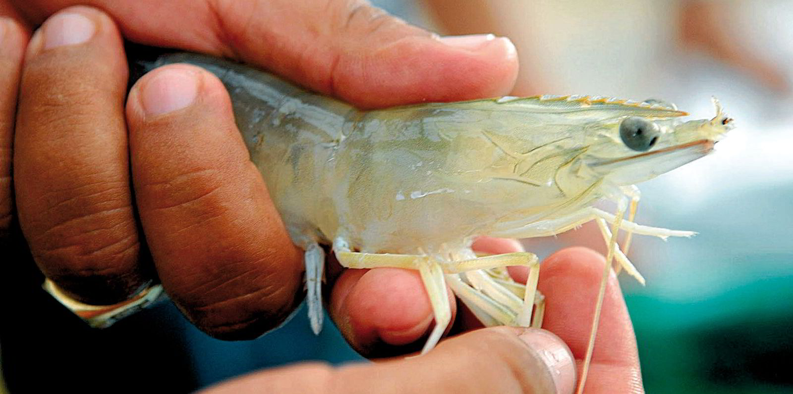 Aquaculture feed giant Vitapro investing $80 million in shrimp facility ...