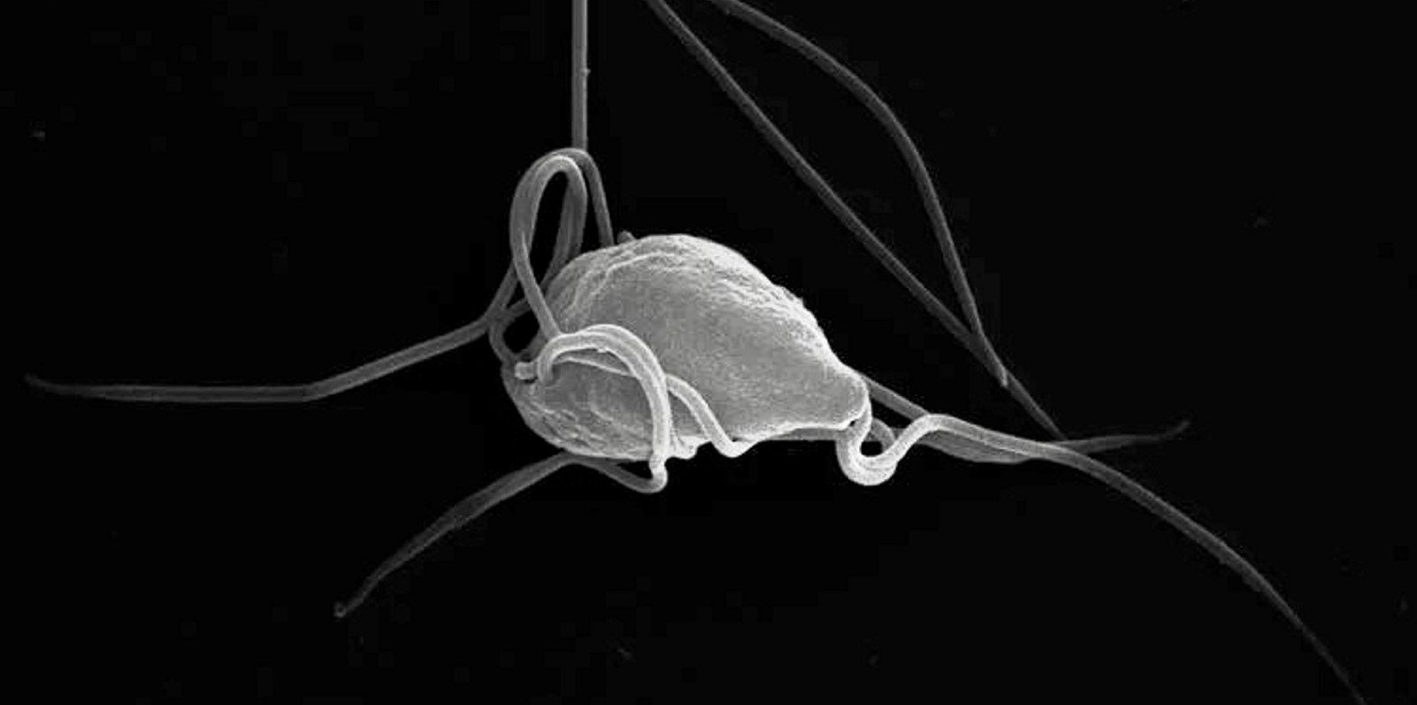 This tiny parasite has cost salmon farmer Grieg Seafood $86 million ...