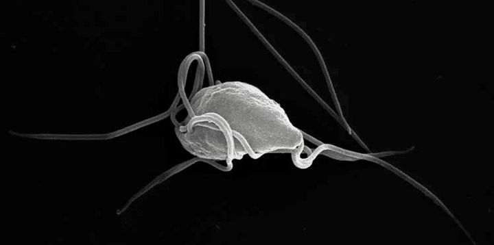 This tiny parasite has cost salmon farmer Grieg Seafood $86 million ...