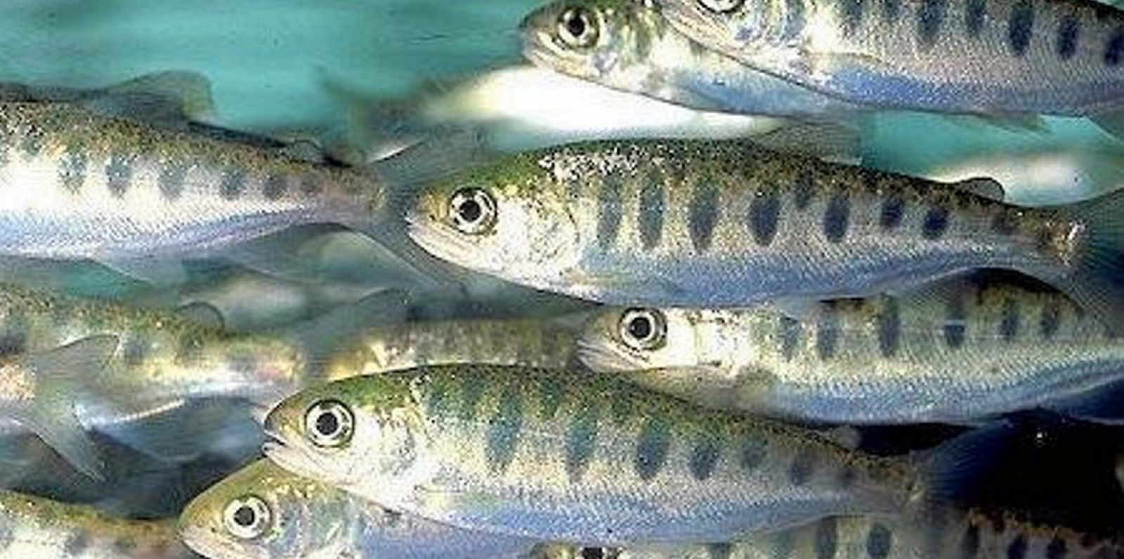 Mowi says it will lose 2.6 million fish from rushed decision to phase ...