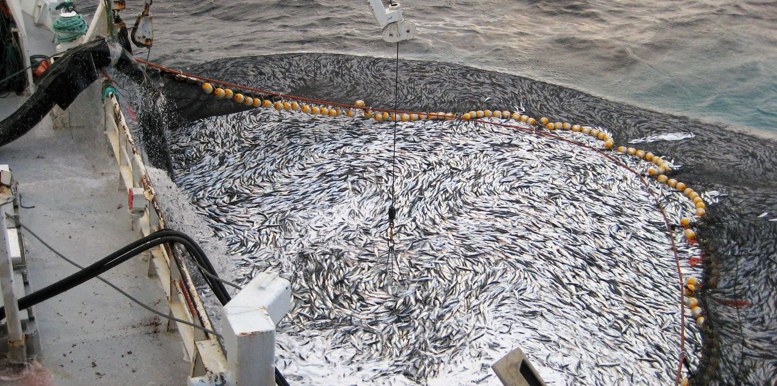 Silda kommer senere og senere til Møre | Fiskeribladet