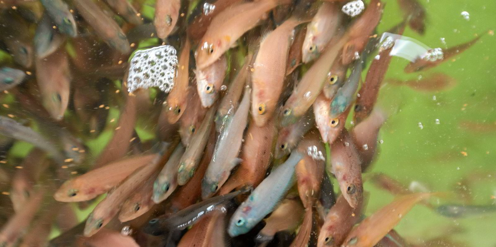 Brann slukte Lumarine Sleneset | IntraFish.no