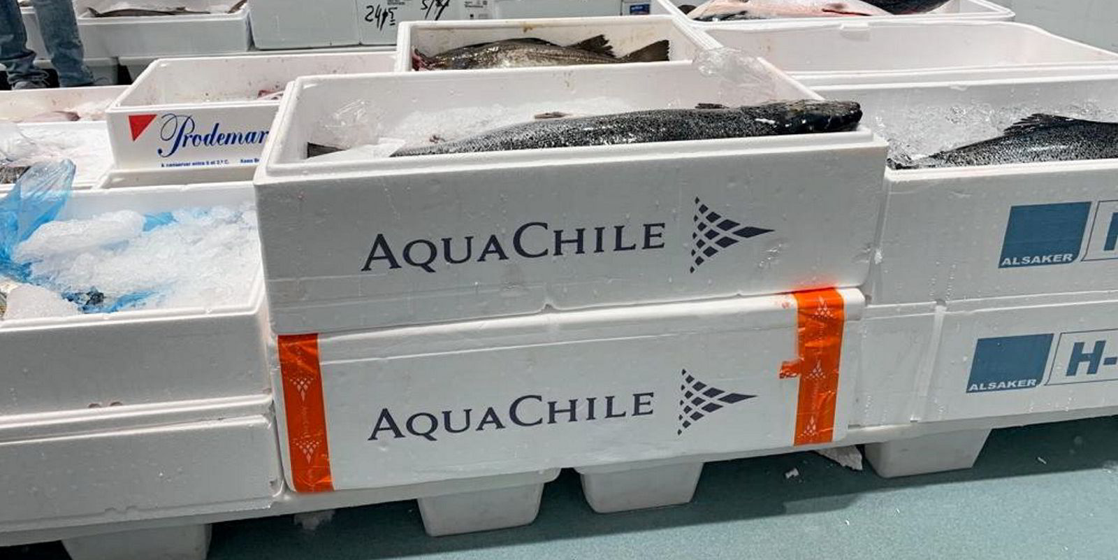 AquaChile owner upbeat on salmon price outlook | IntraFish.com