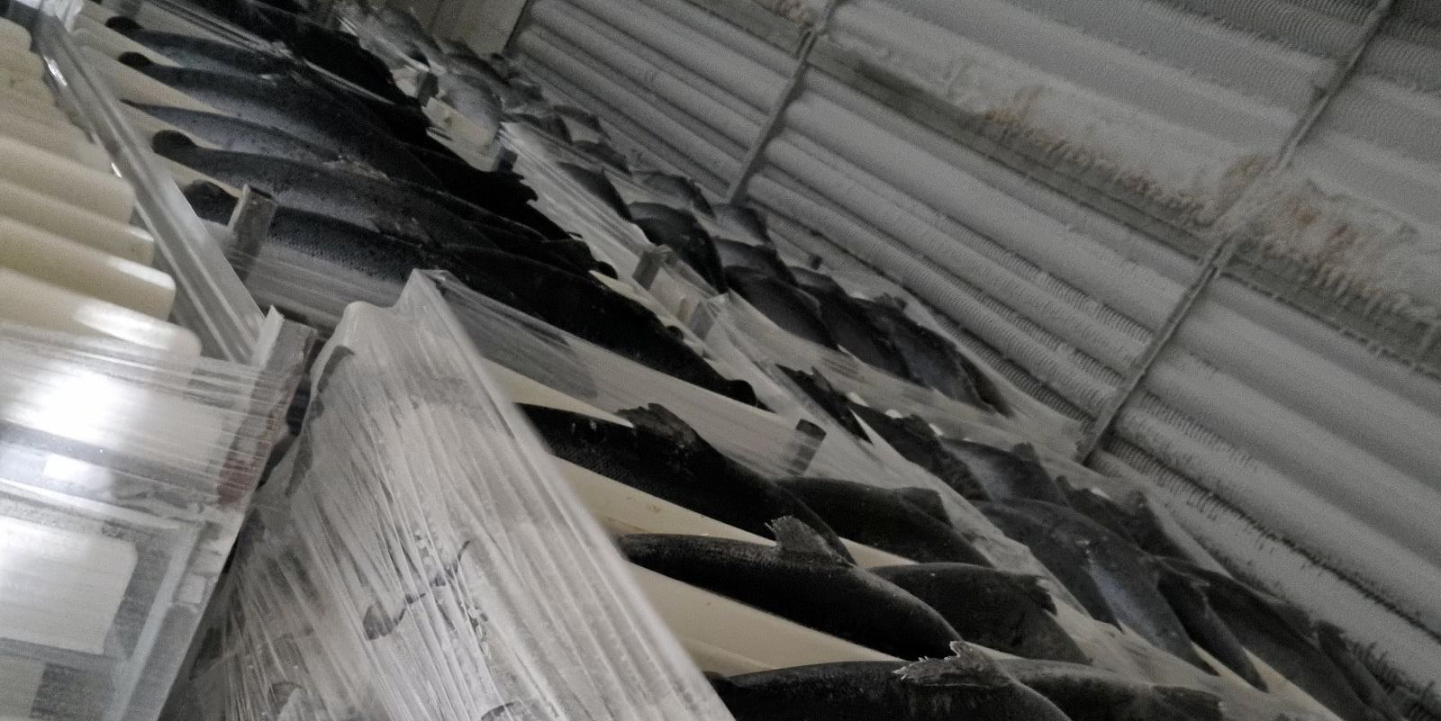 Flere ansatte har levert konkursbegjæring mot Atlantic Seafood ...