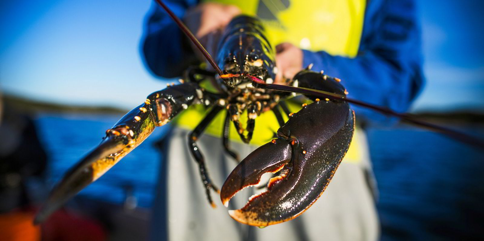 17.200 har meldt seg på årets hummerfiske | Fiskeribladet