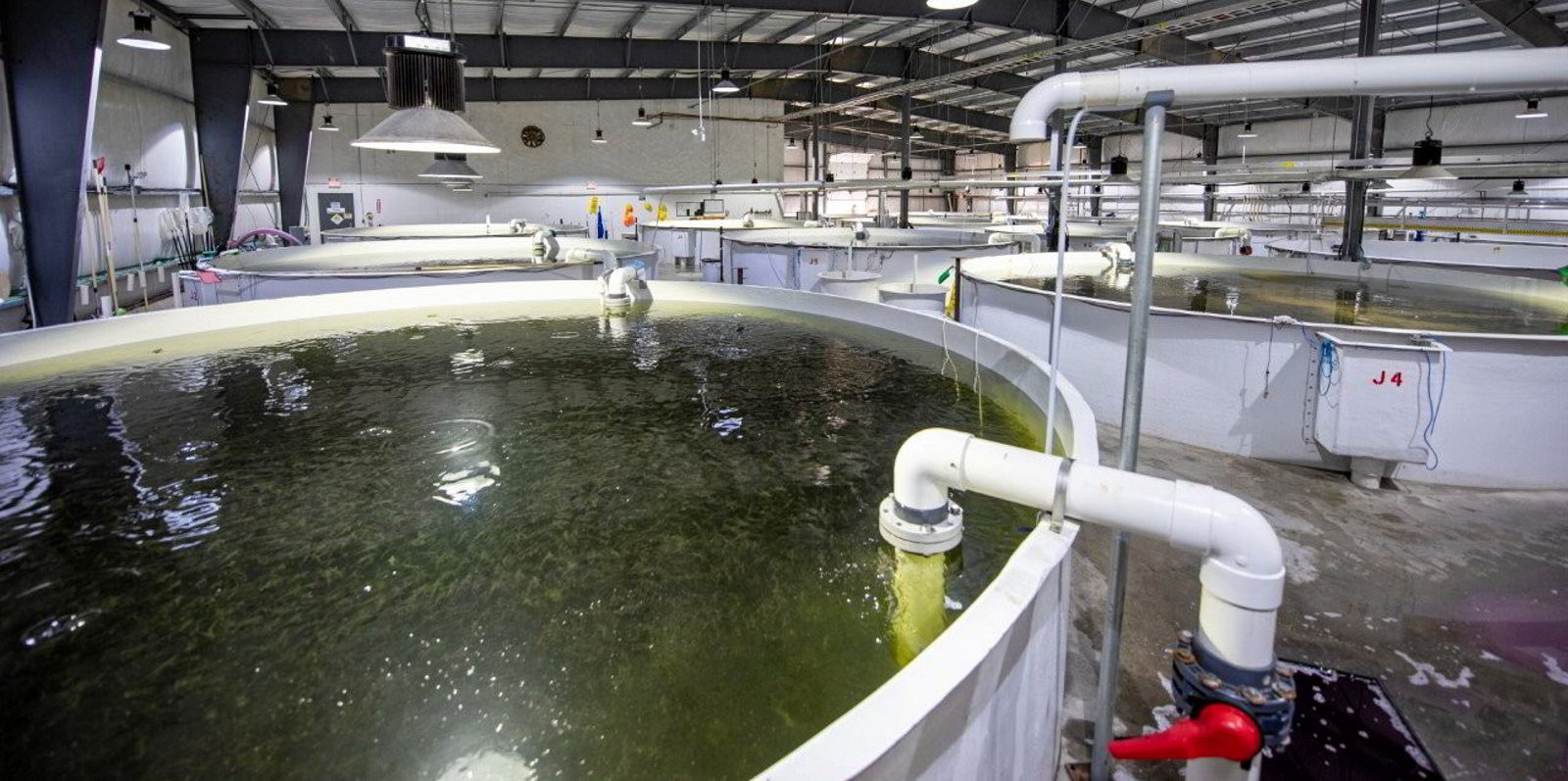 Mowi to euthanize over 2 million farmed salmon in Canada after ISA ...