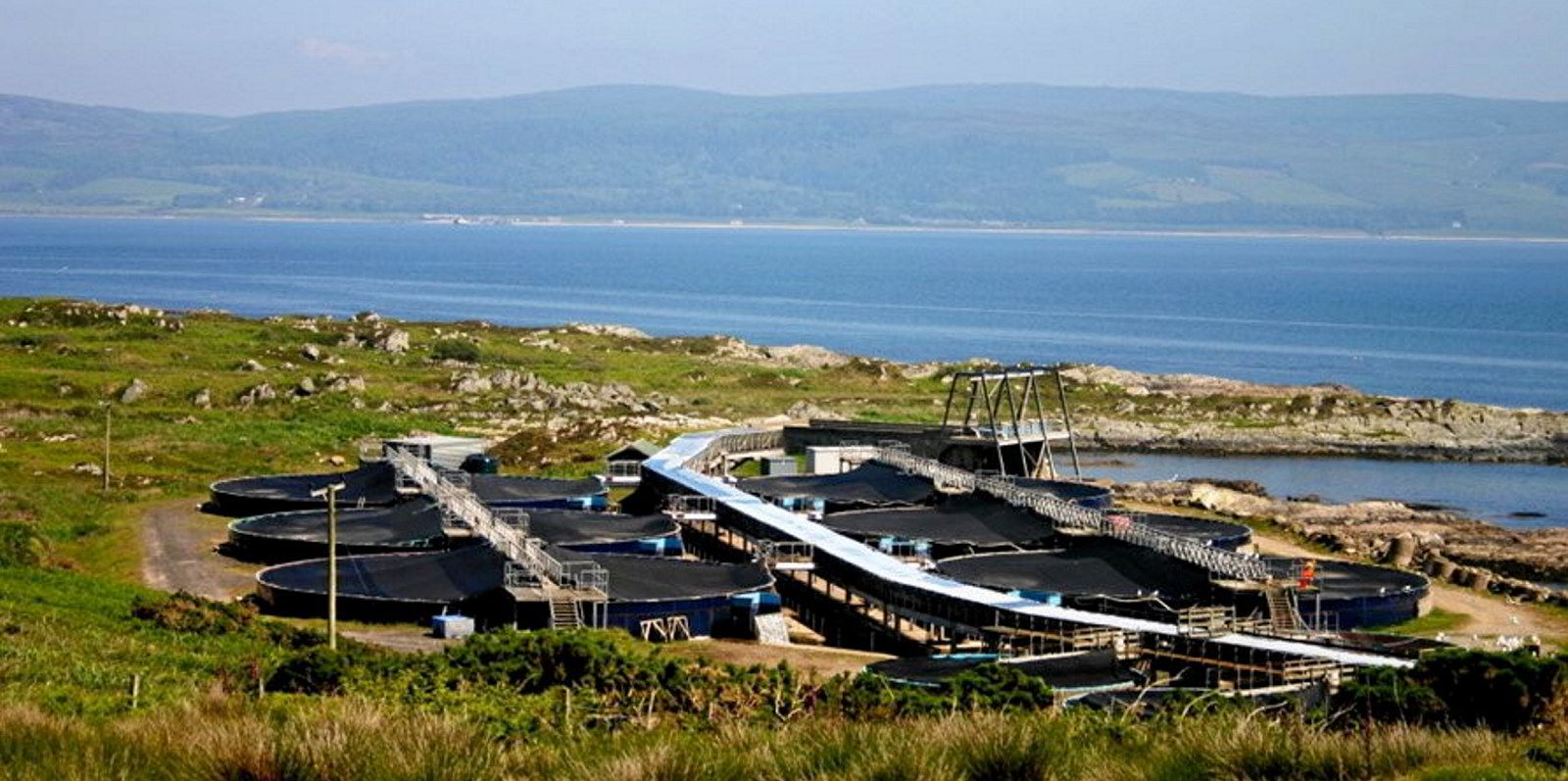 'Desperately sad': Scottish halibut farmer that once supplied celebrity ...