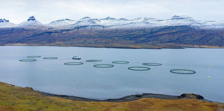 Ice Fish Farm melder om begrenset slakting i andre kvartal 2022 ...
