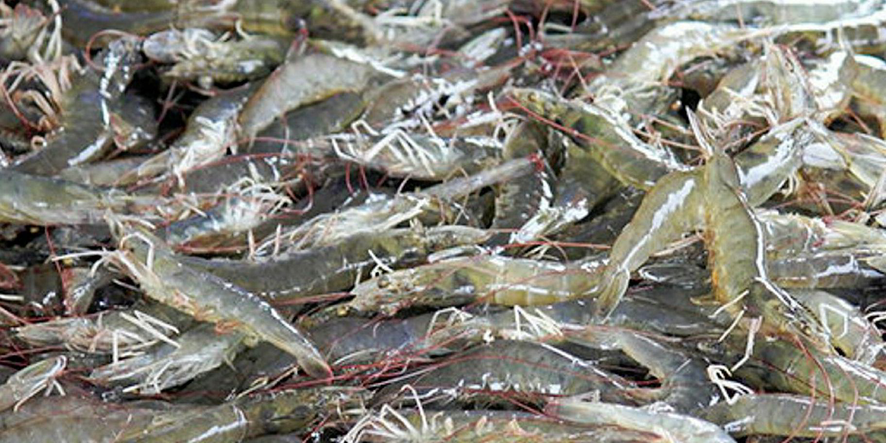Iran's shrimp exports to hit 30,000 metric tons | IntraFish.com
