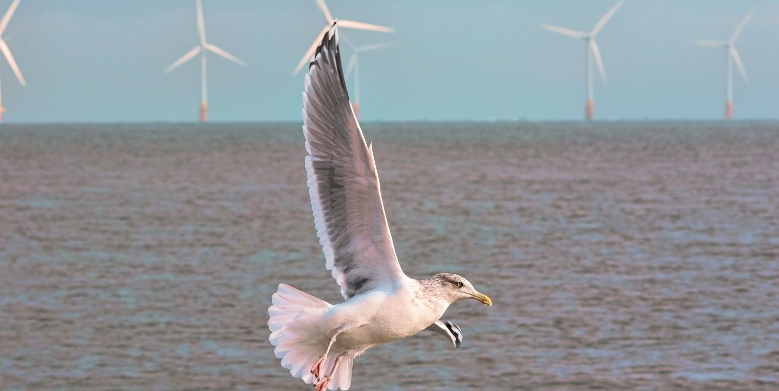 Dutch shut down offshore wind turbines to save birds in 'international ...