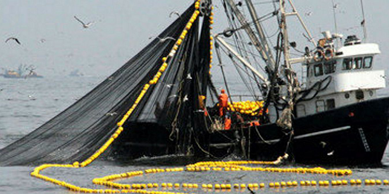 Peru announces new anchovy fishing tariff | IntraFish.com