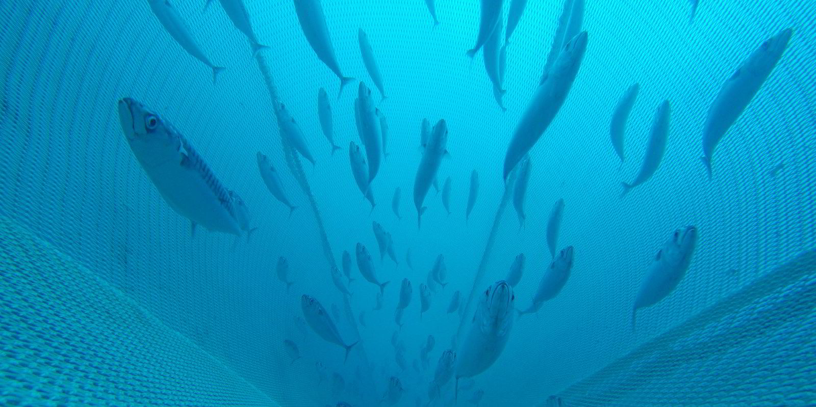 Makrelltoktet har sett større utbredelse av makrell, men mindre ...