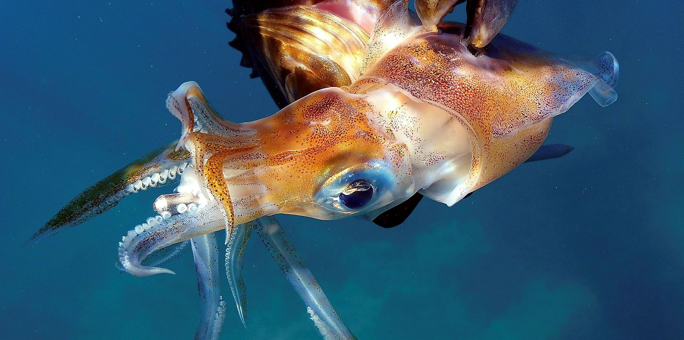 Squid's out: Brazil's ANP inks new name for Lula field | Upstream Online