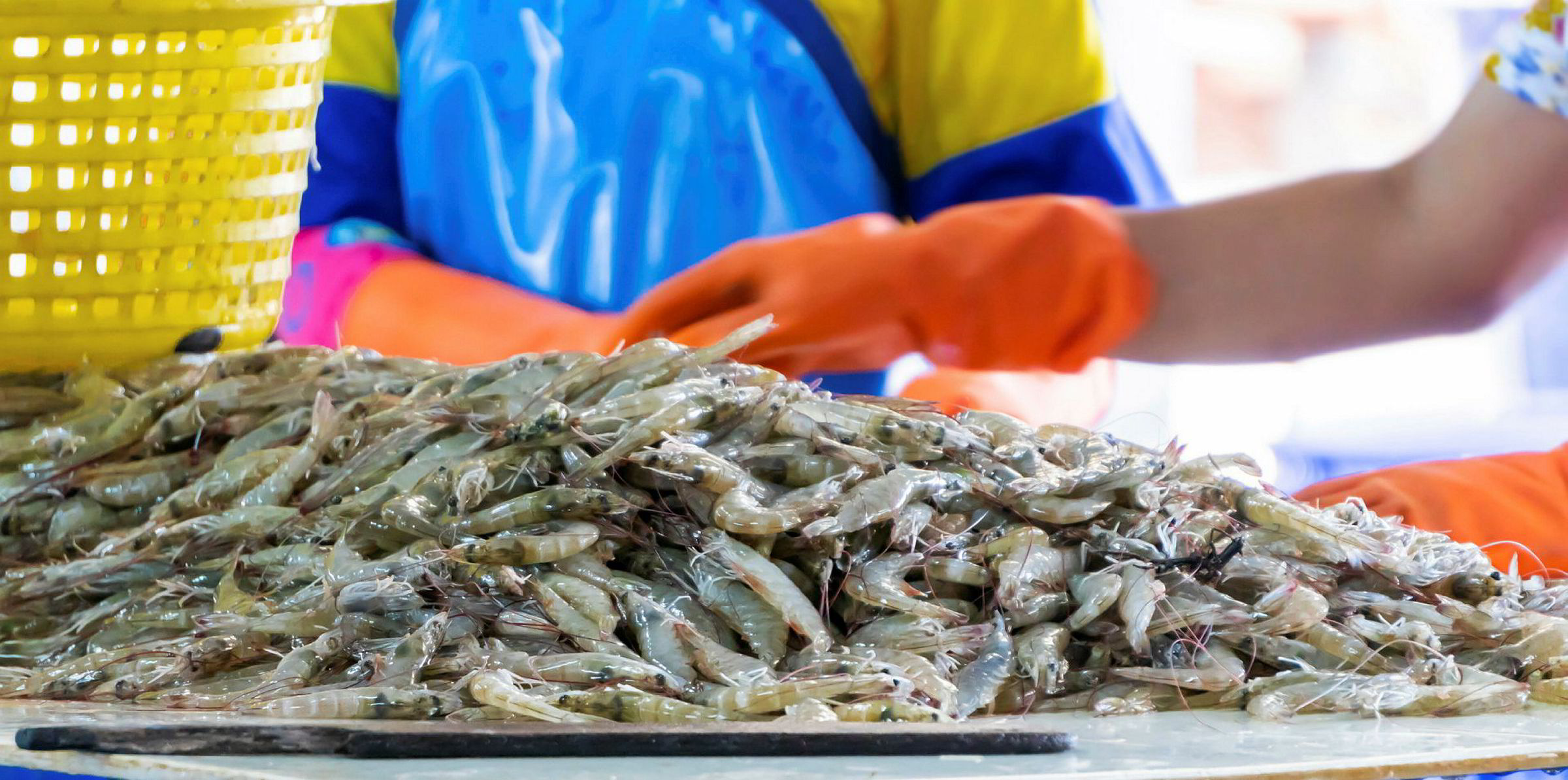 Here are the top farmed shrimp stories of 2019 | Intrafish