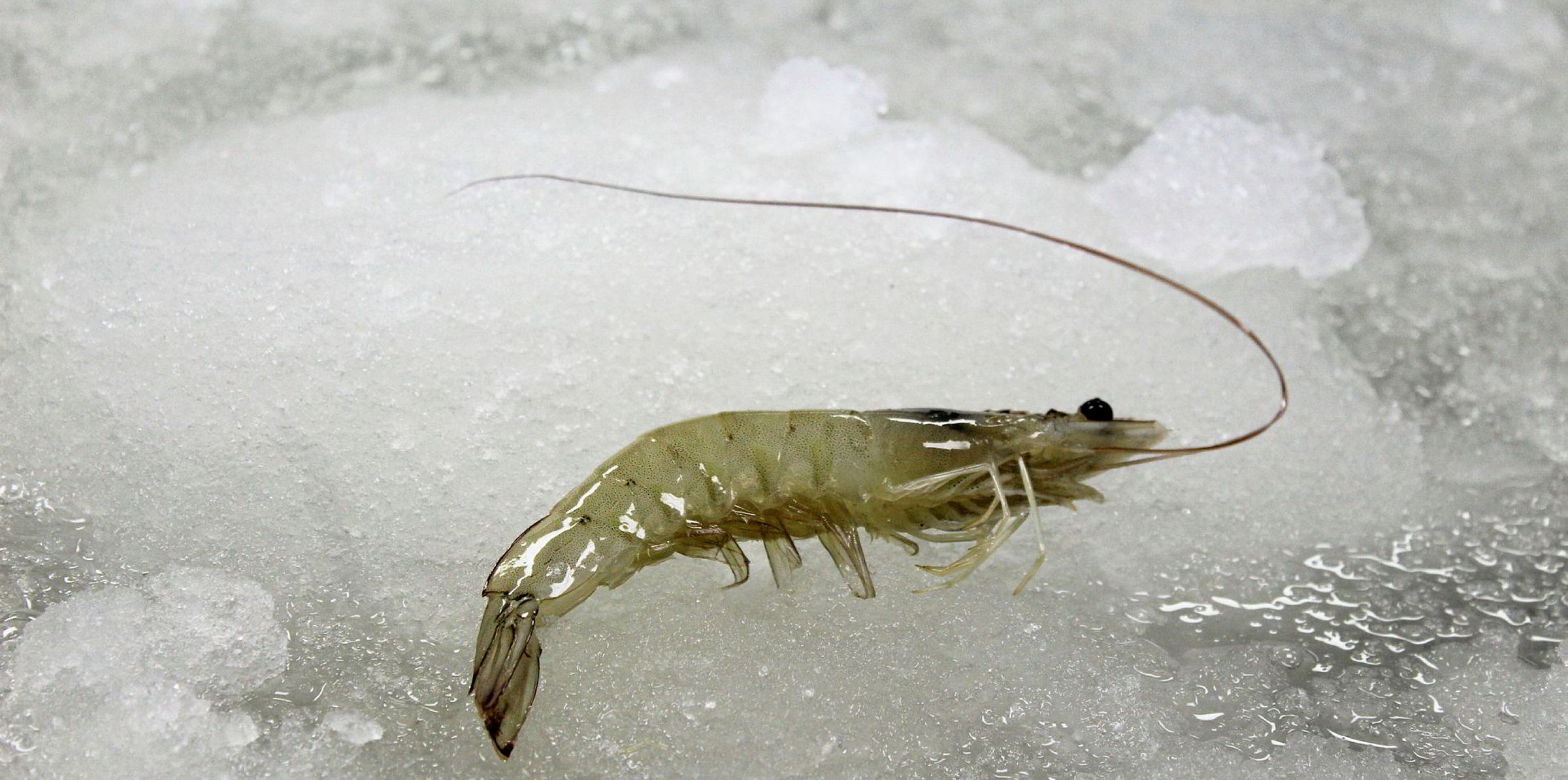 Single-cell protein ingredient shows promise in shrimp feed trial ...