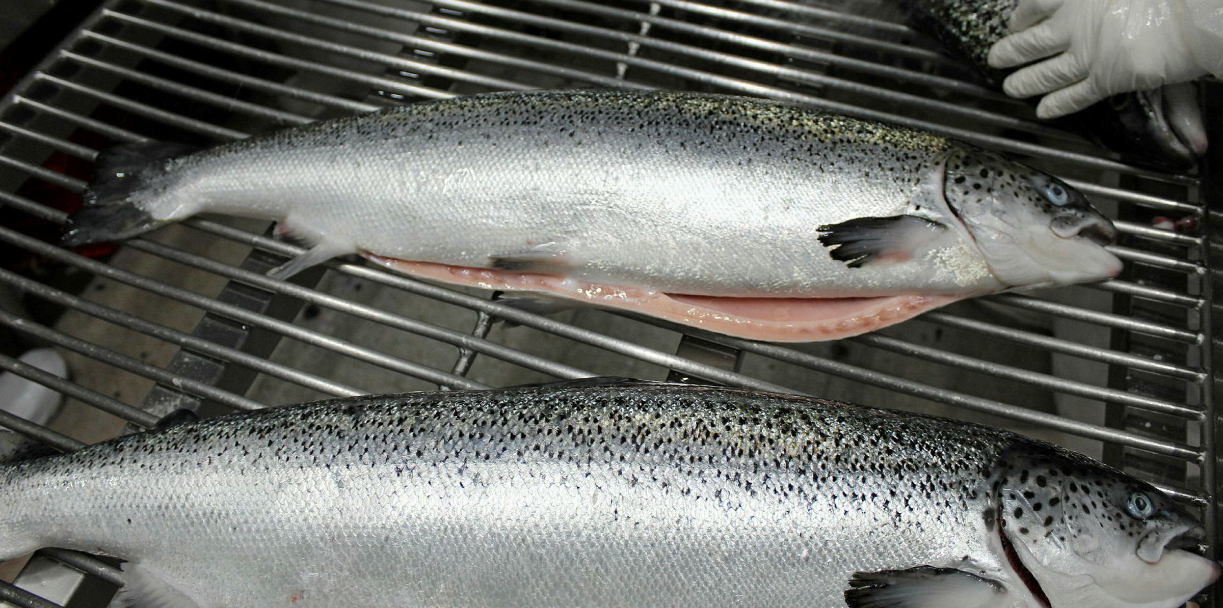 US Atlantic salmon imports post double-digit growth | IntraFish.com