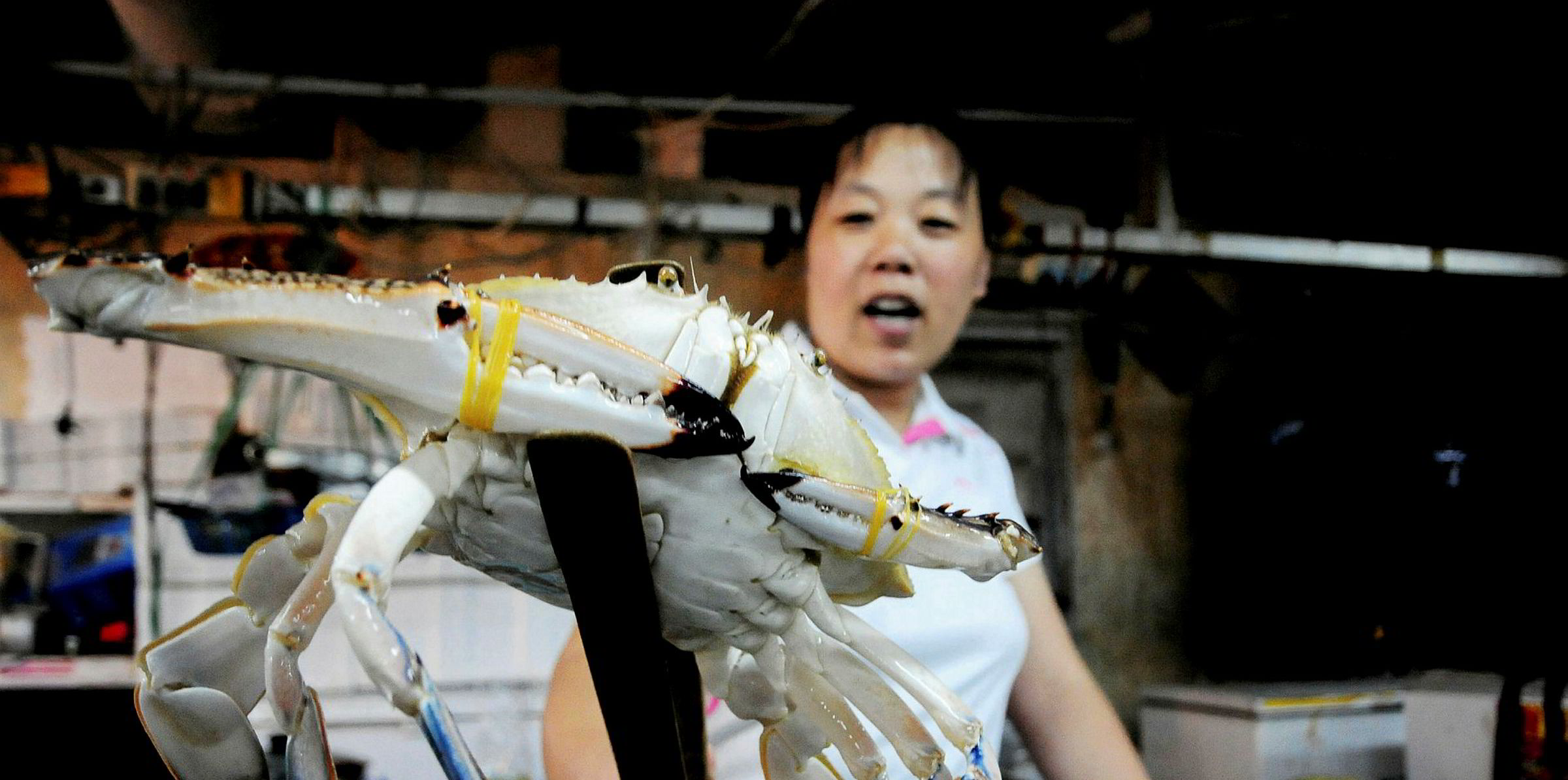 World-first bid to grow 'food of the future' seaweed at offshore wind ...