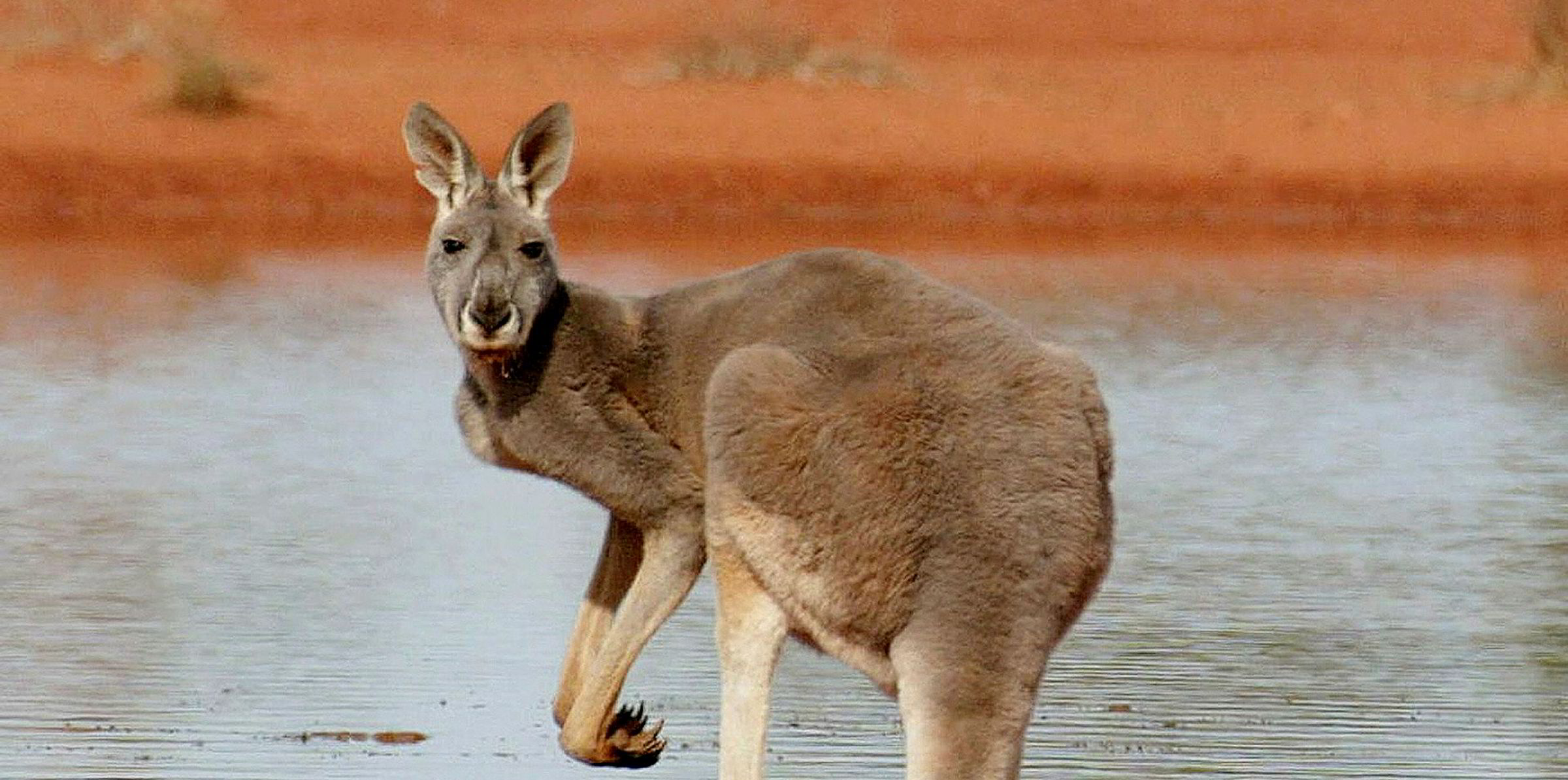 SapuraOMV ready to jump on Kanga prospect off Australia | Upstream Online