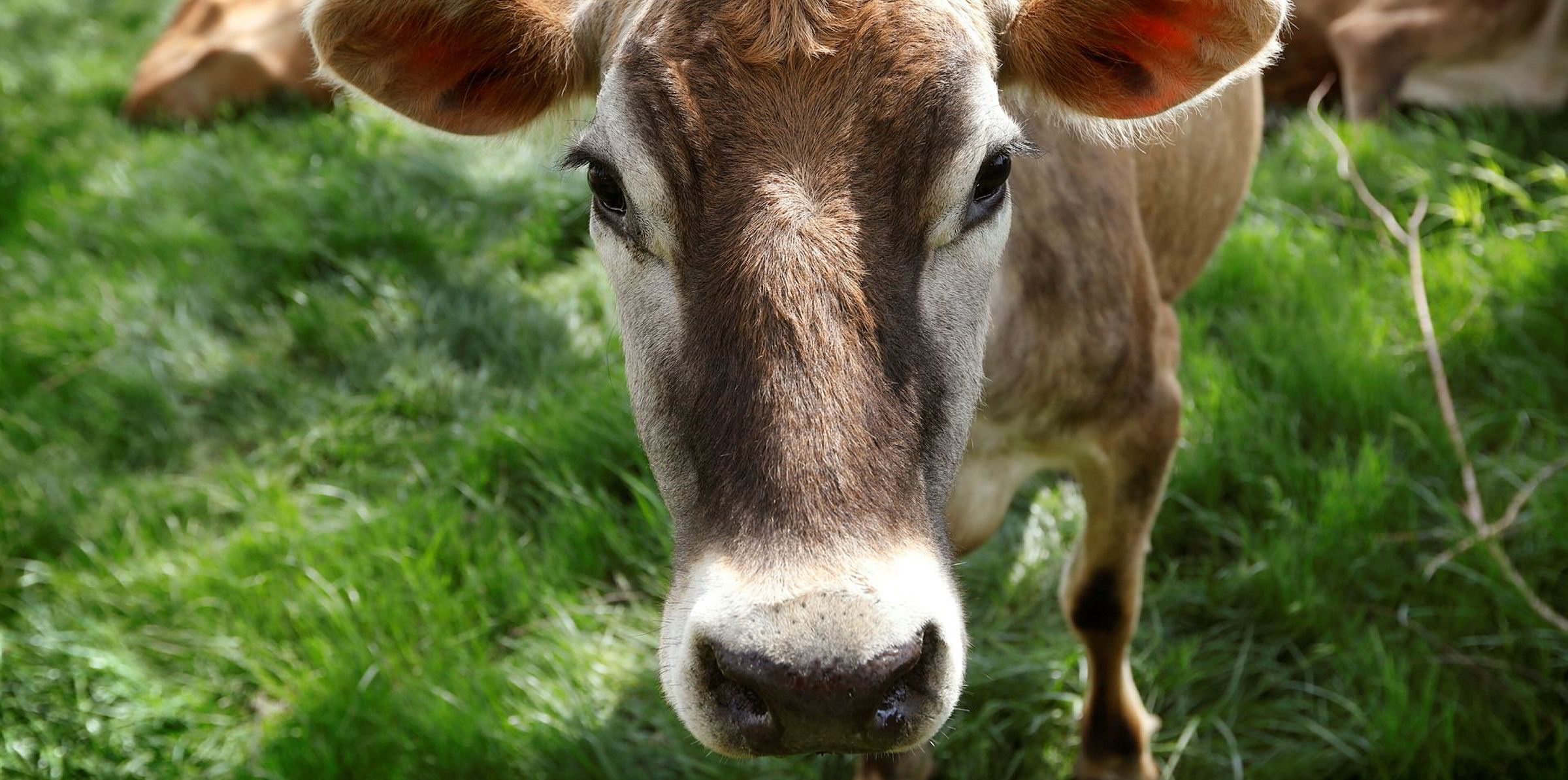 'Tremendous growth potential': Happy cows contribute to the energy ...