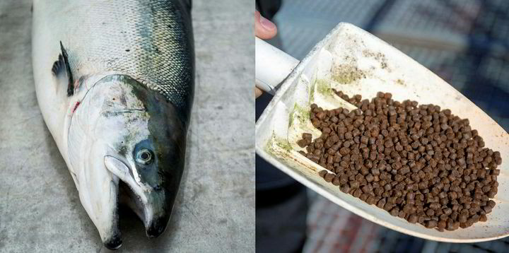 Researchers find cocktail of pesticides in salmon feed, but say levels ...