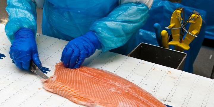 Norwegian salmon prices are rising - over NOK 80 per kilo for largest ...