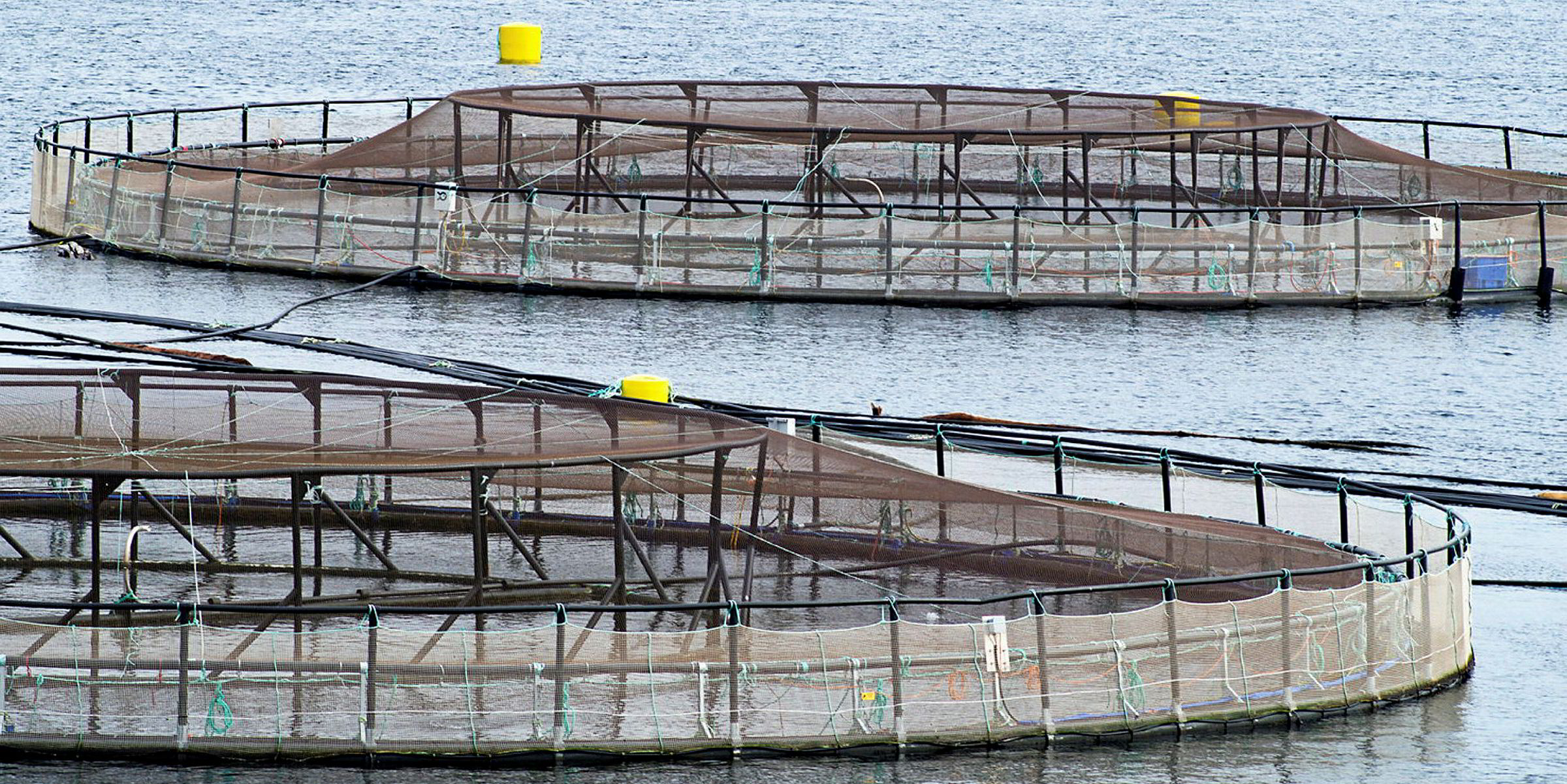 BC salmon farms will need First Nations approval to continue operating ...