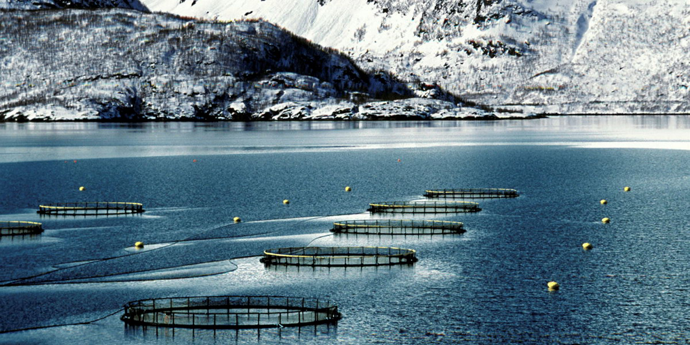 Farmed salmon, cod drive Norwegian export sales up 9% | IntraFish.com