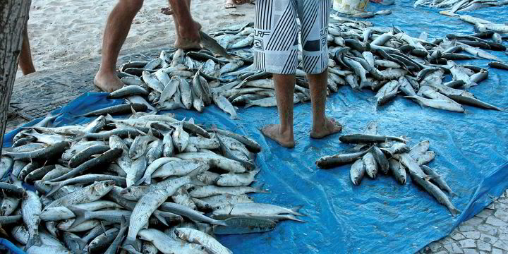 New Brazilian grey mullet quotas put industry on 'learning curve ...