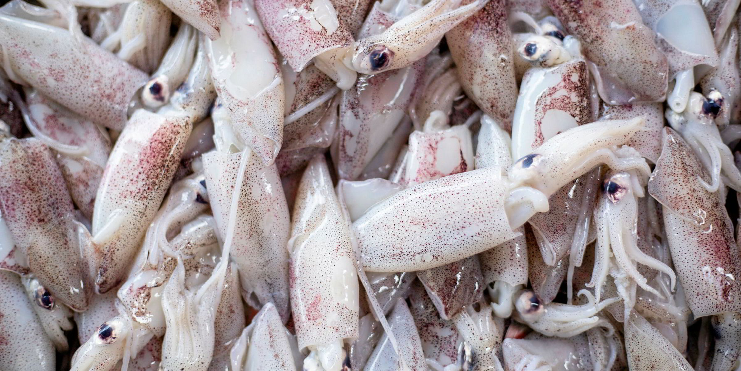 China to surpass Brazil as Peru's main squid market | Intrafish