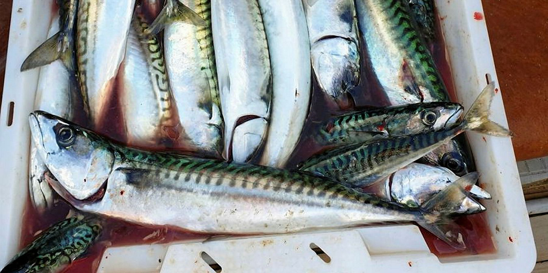 Frittstående havforsker: - Makrellfest kan ende med kollaps for ...