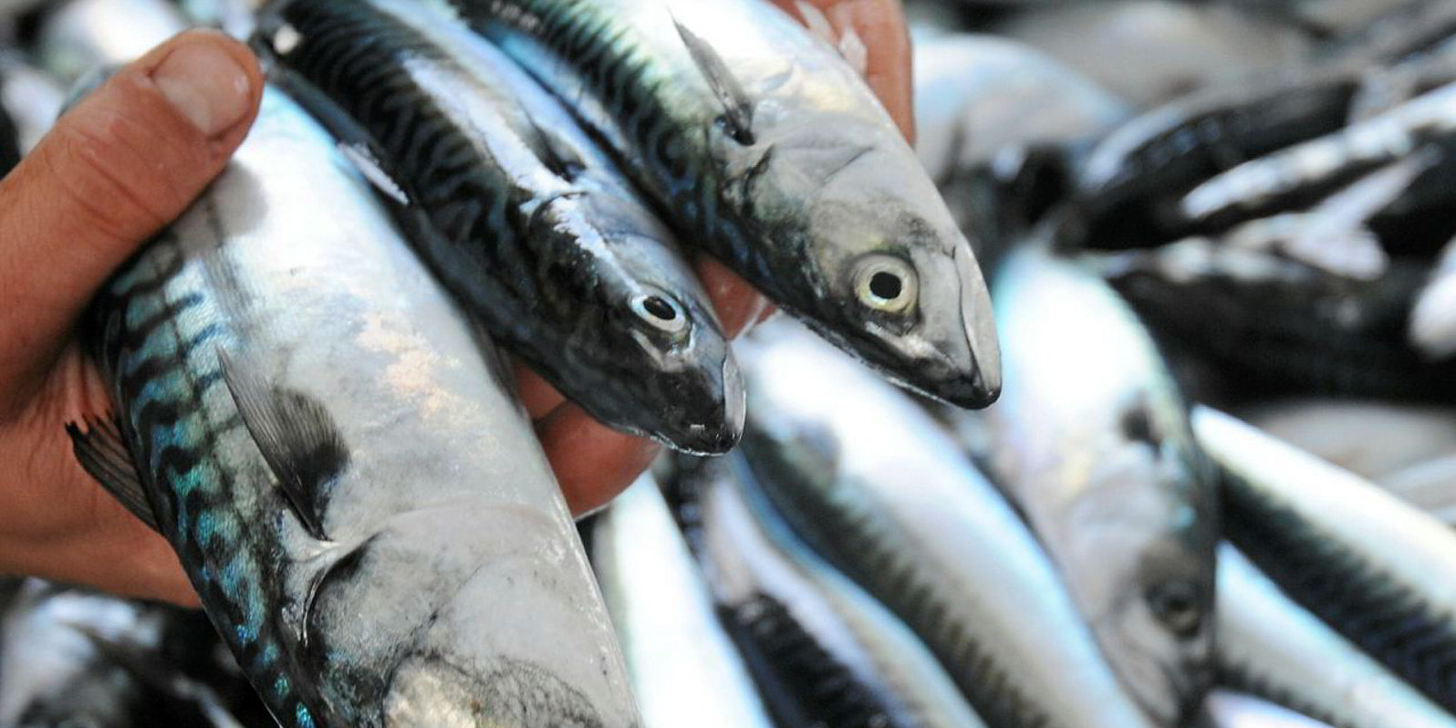 Makrellen 20 prosent ned i vekt på 25 år | Fiskeribladet