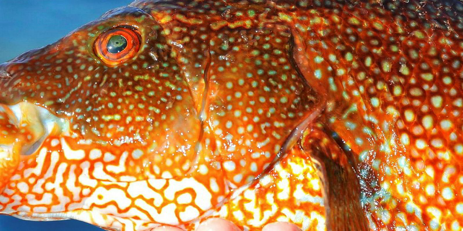 UK firm launches cleaner-fish feed range | IntraFish.com