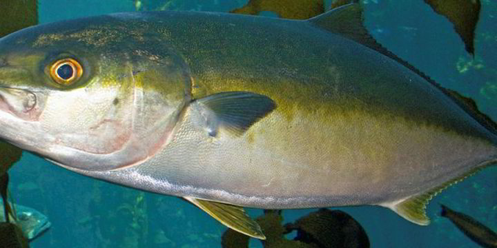 Chilean firm building yellowtail amberjack farm | IntraFish.com