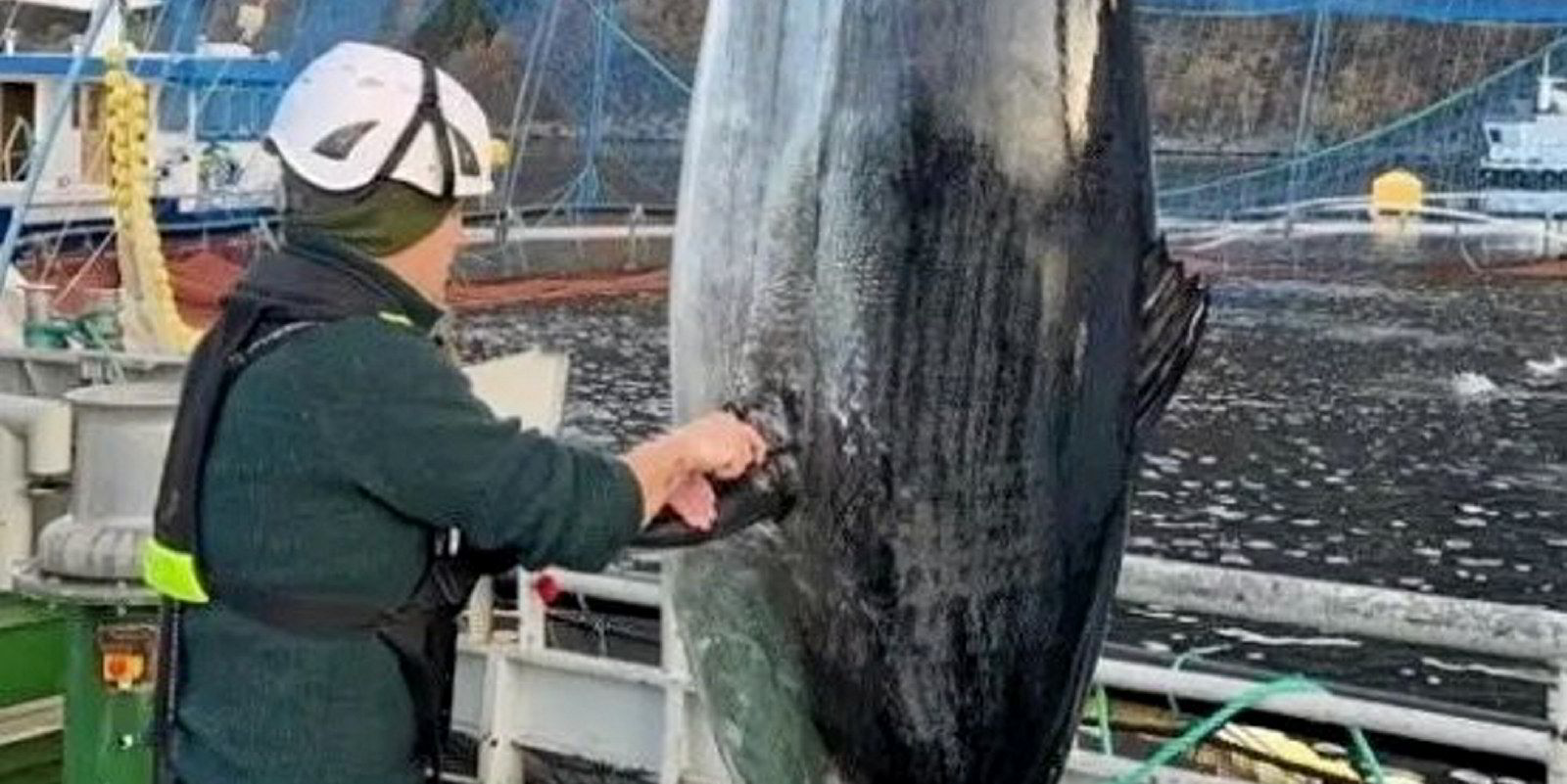 Giant tuna breaks into Norwegian salmon farm | IntraFish.com