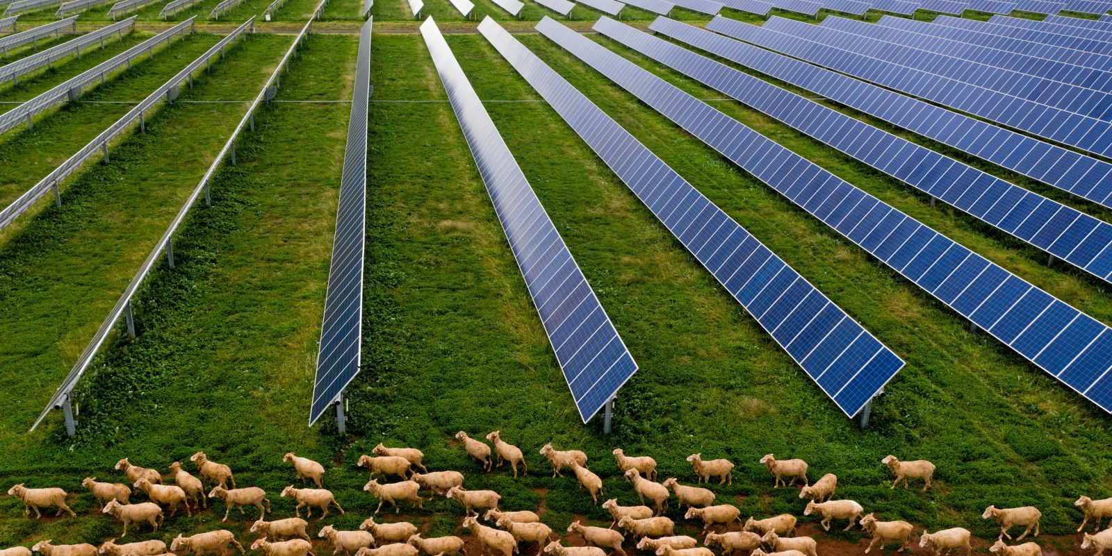 Iberdrola boosts Australia footprint with 245MW solar farm | Recharge