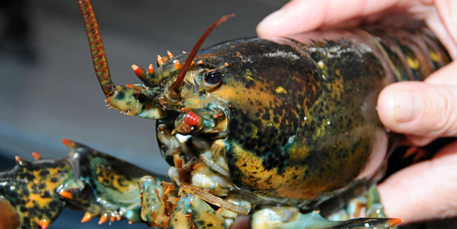 Hummer skal avlives før koking, sier dansk fiskeriminister. Og slik er ...