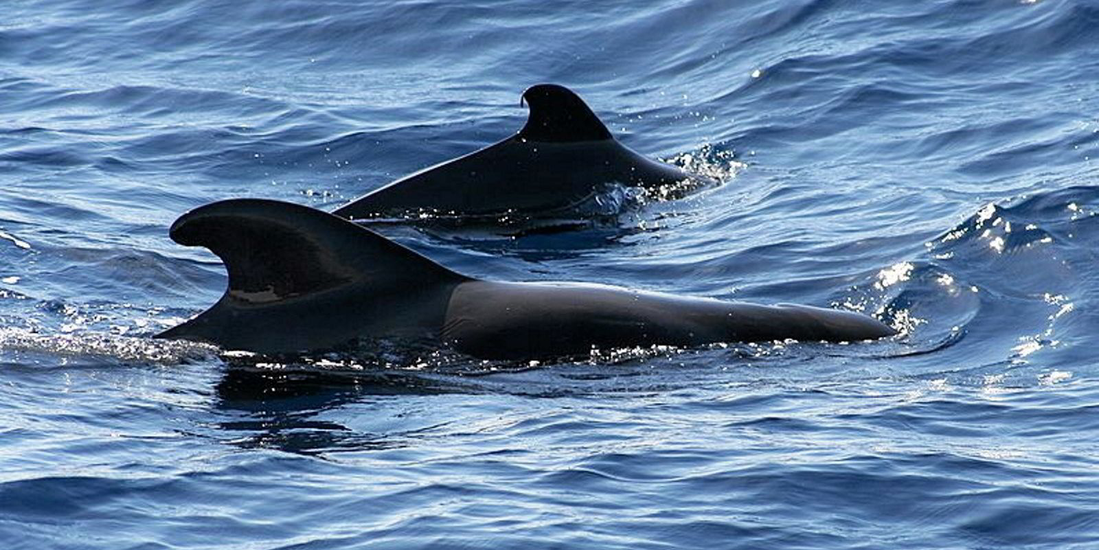 Cruise line says sorry after passengers witnessed slaughter of 78 pilot ...