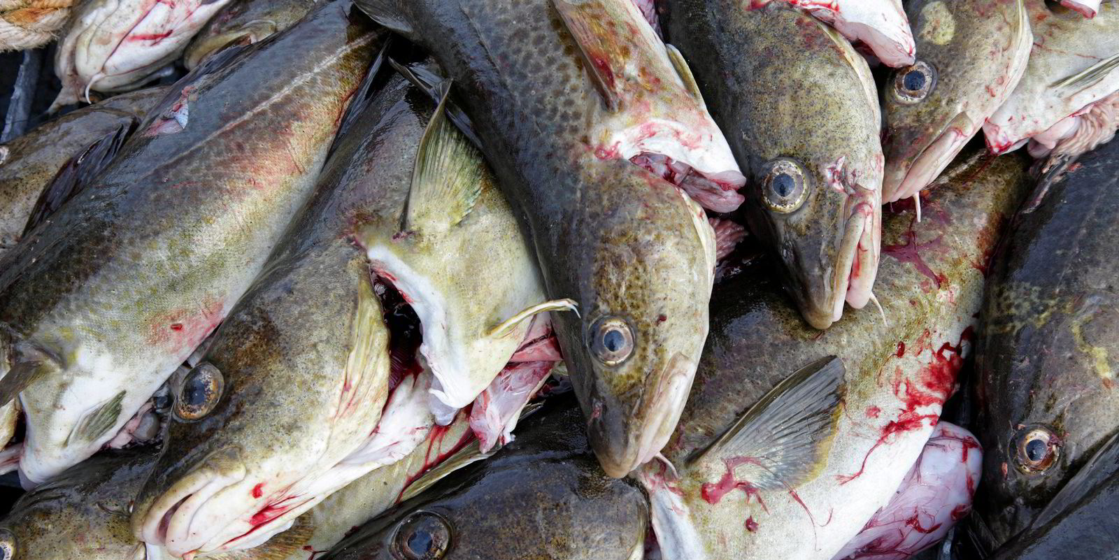 ICES slashes Barents Sea cod, haddock advice for 2022 | IntraFish.com