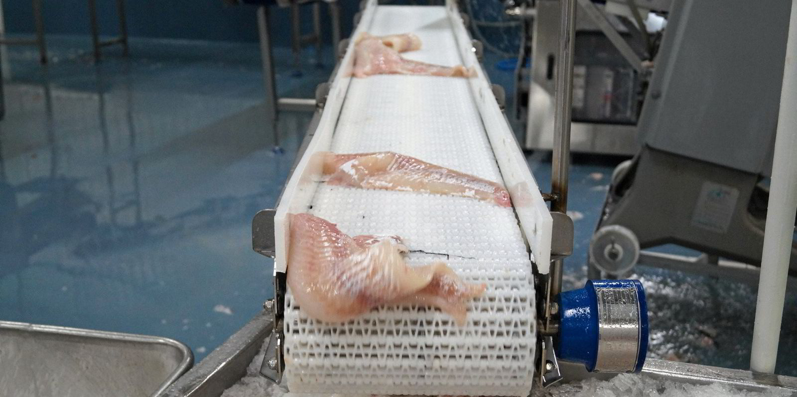 'It’s about time we enter an era of stability': Icelandic whitefish ...