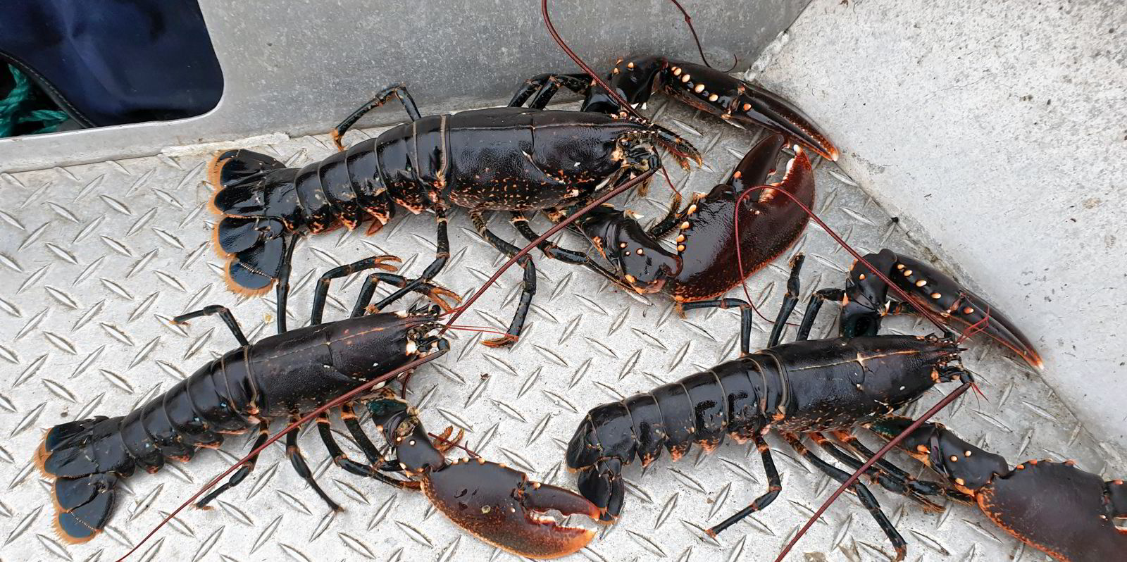 Økt risiko for den nordlige hummeren i kjølvannet av klimaendringer ...