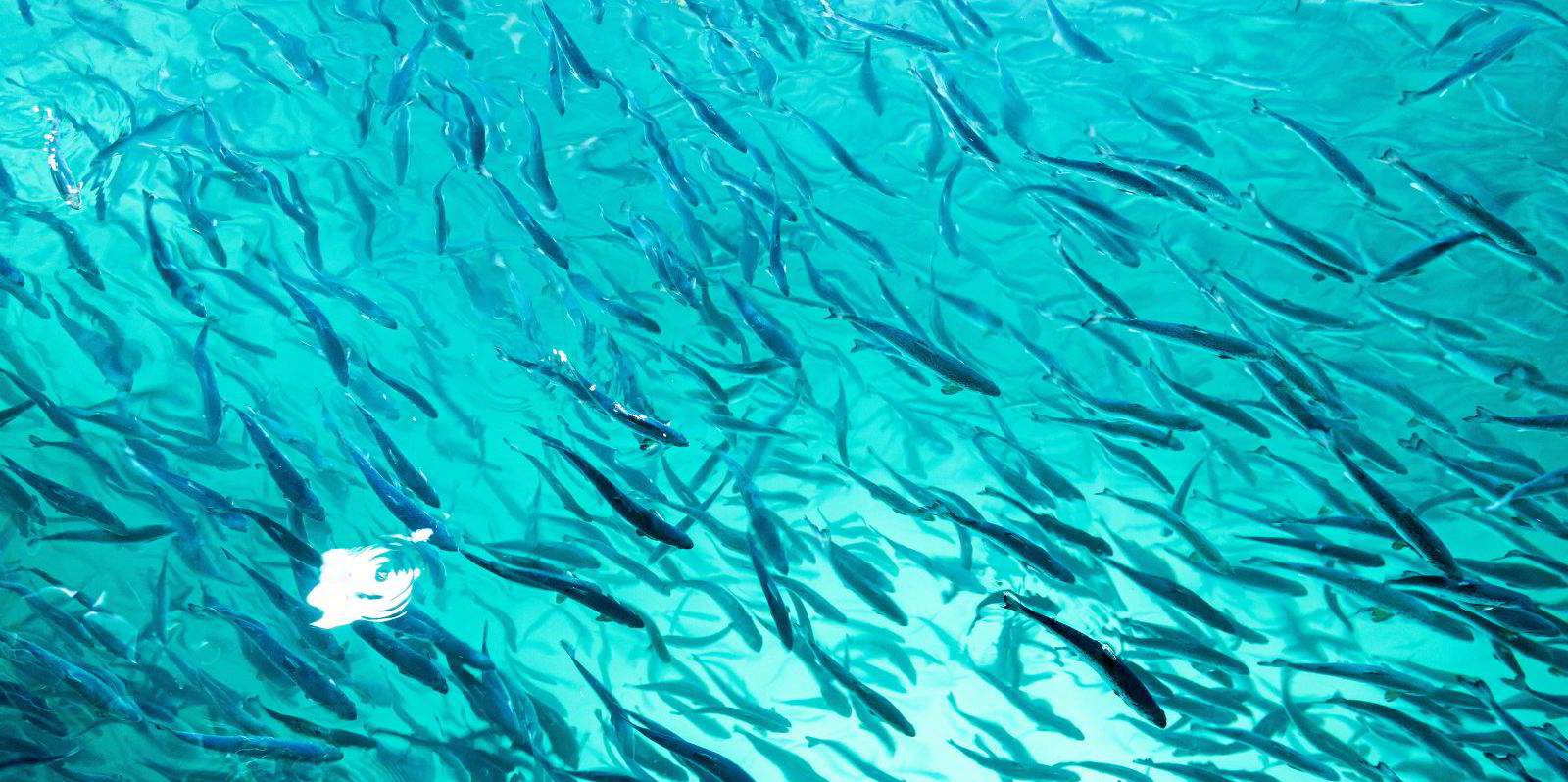 Salmon Evolution trenger frisk egenkapital for neste fase | IntraFish.no