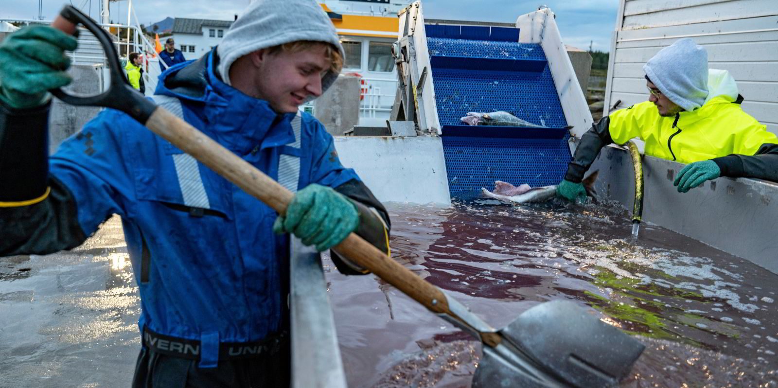 Prissvingninger i markedet setter en spenning på salget | Fiskeribladet